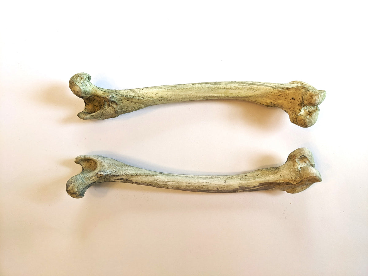 Fox Femur Replica – Panic Mechanics