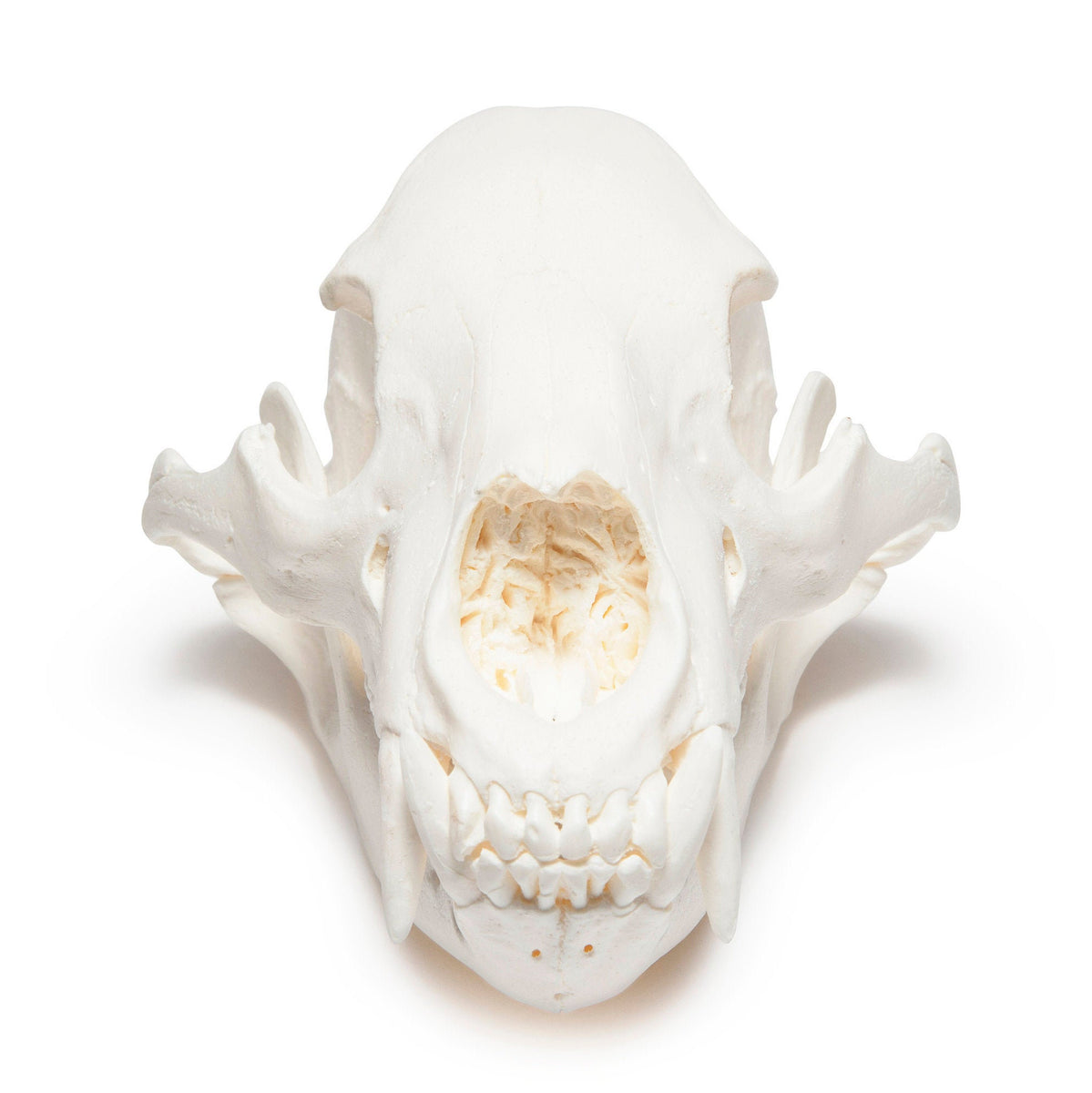 Resin Black Bear Skull Replica – Panic Mechanics